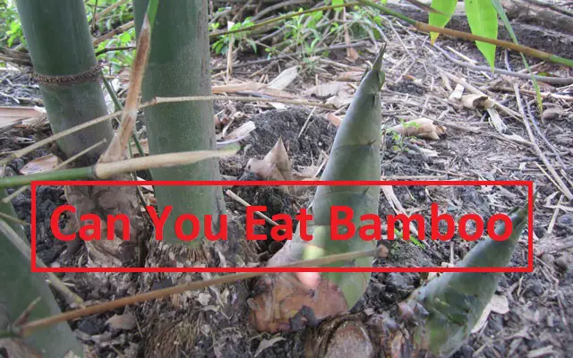 Can You Eat Bamboo? Yes or No - Fast Food Justice